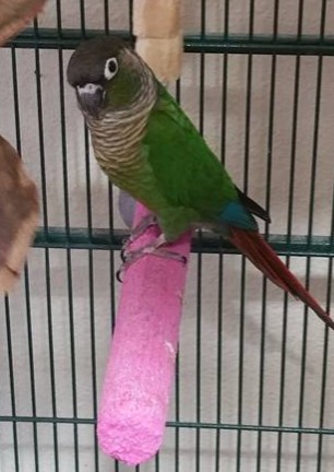 The April Perch Series: Sand and Grooming Perches – Paco Parrot's Blog