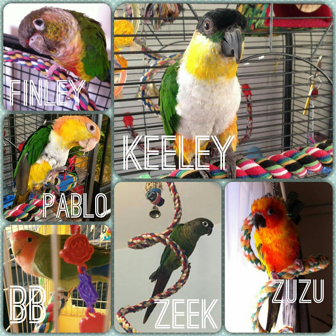 The April Perch Series: Cotton and Sisal Rope Perches and Boings – Paco ...