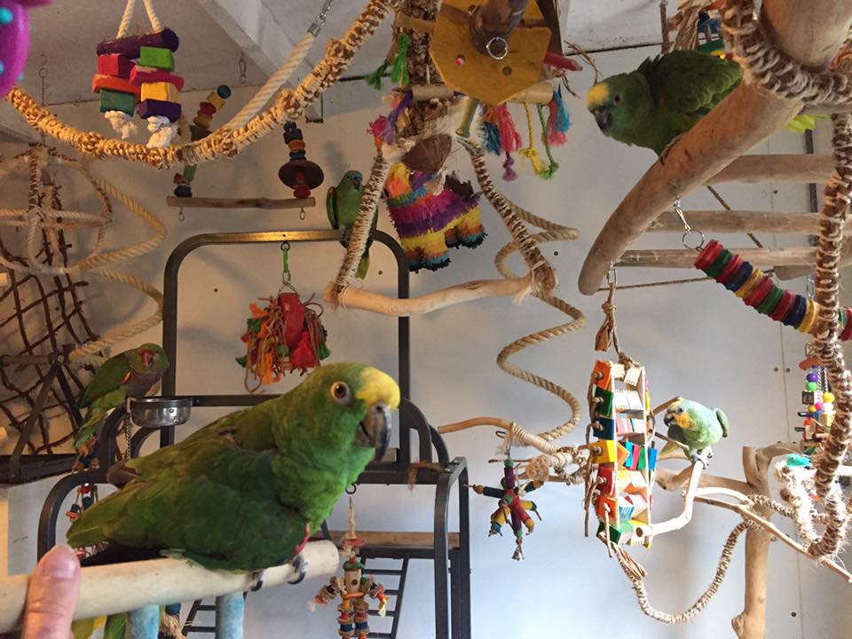 How To: Use Hanging Play Gyms – Paco Parrot's Blog