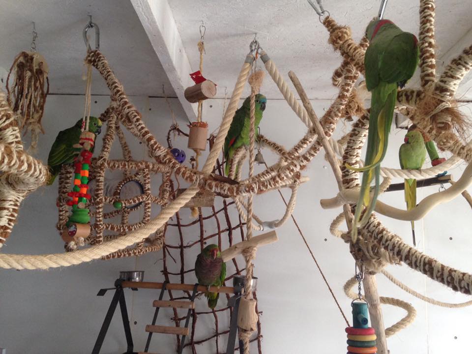 How To: Use Hanging Play Gyms – Paco Parrot's Blog