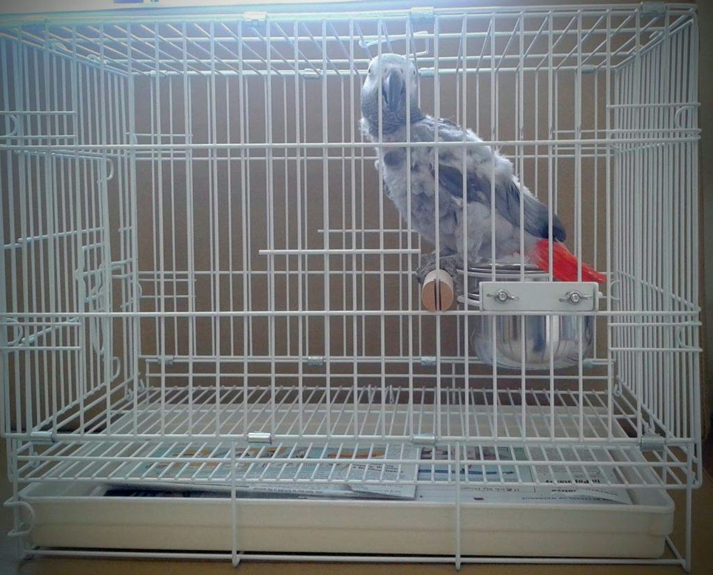 Moving House with Parrots: On the Road – Paco Parrot's Blog