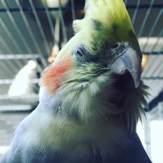 Beauty Sleep for your Bird – Paco Parrot's Blog