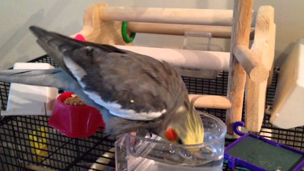 Importance of Water – Paco Parrot's Blog