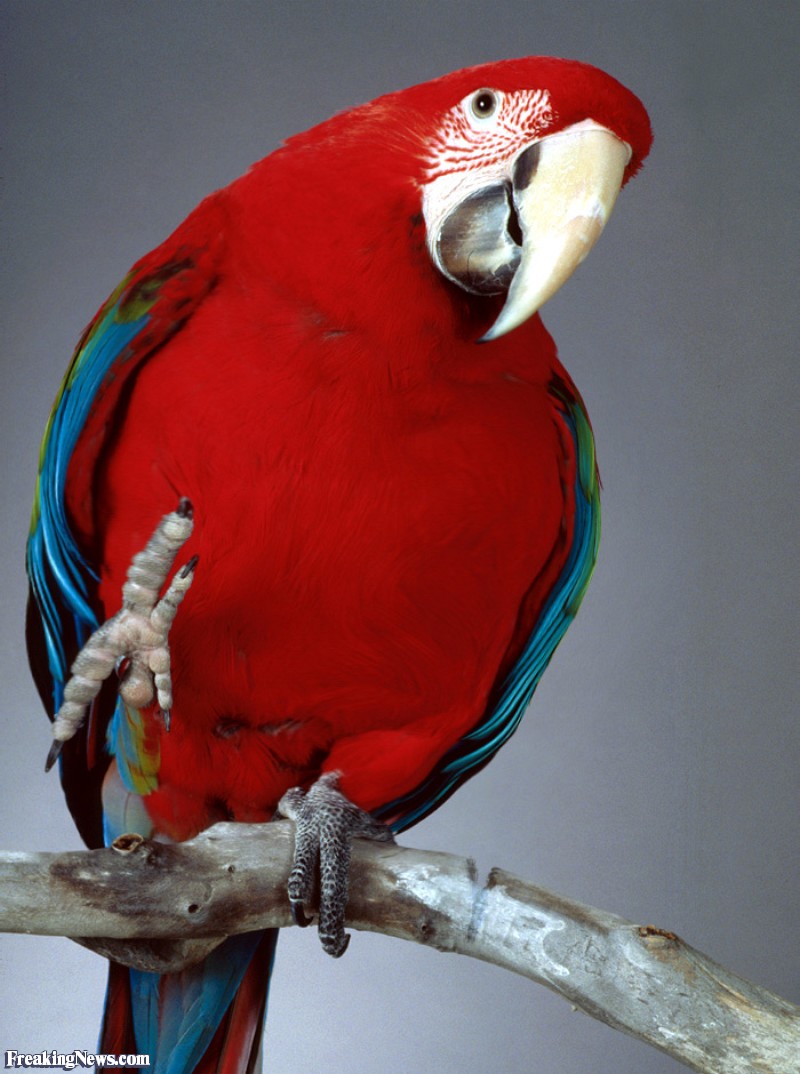 Large Bird Cages – Paco Parrot's Blog