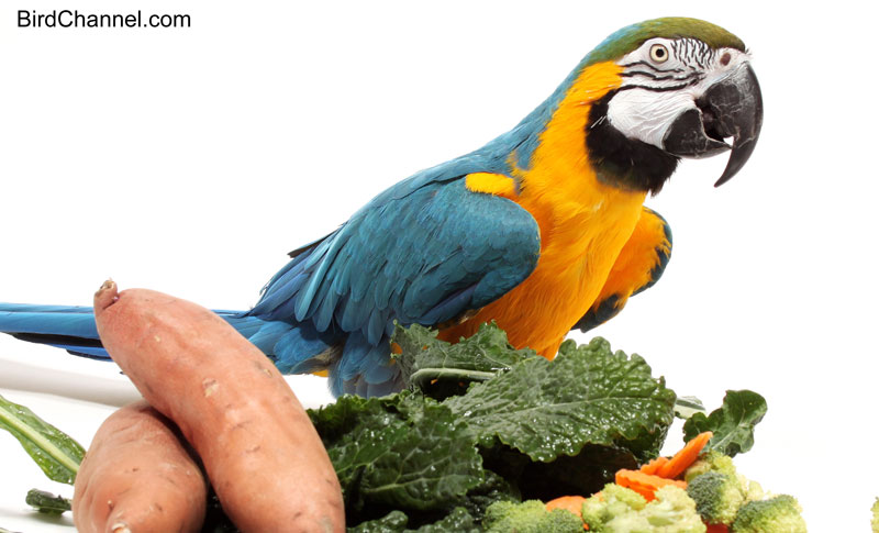 What Can Your Bird Eat from the Fridge? – Paco Parrot's Blog