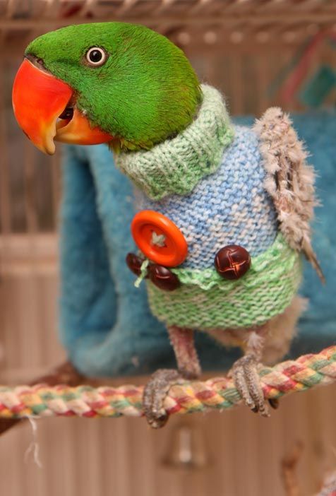 How to Keep Your Bird Warm – Paco Parrot's Blog