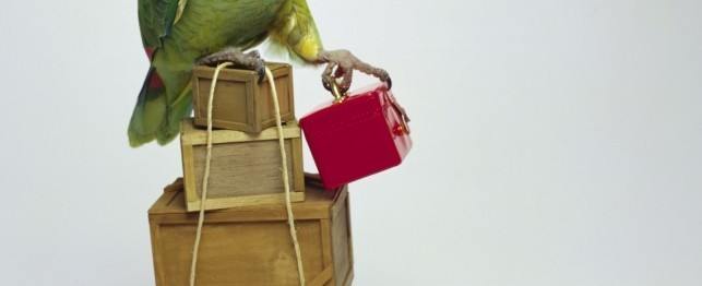 Transitioning Your Bird to a New Cage – Paco Parrot's Blog