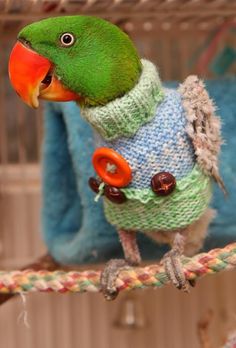 Bird Cage Covers- Why? – Paco Parrot's Blog