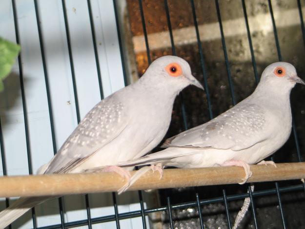 Perfect Cages for Your Doves – Paco Parrot's Blog