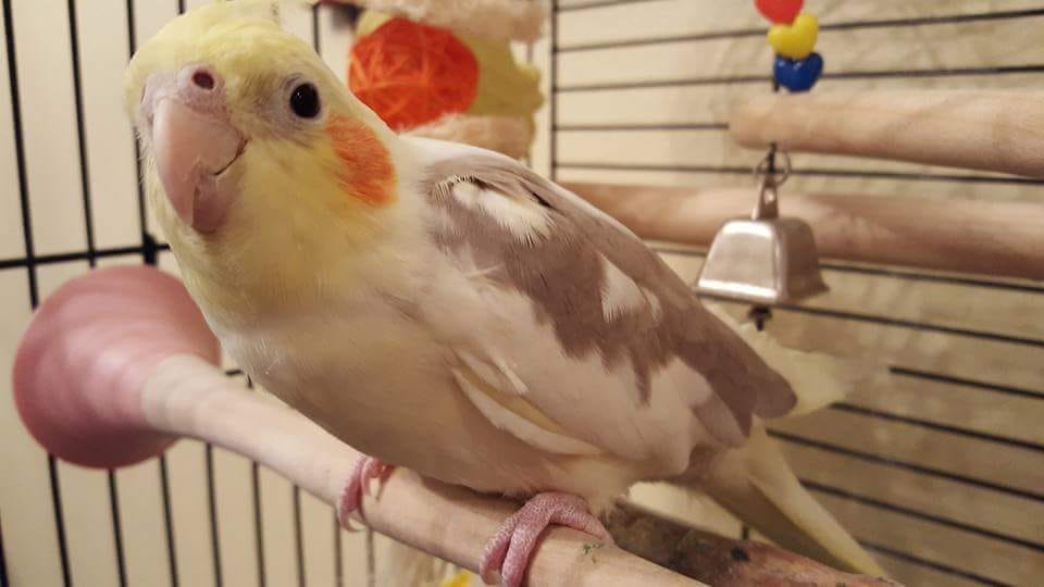 Bird of the Month- Mango (May) – Paco Parrot's Blog