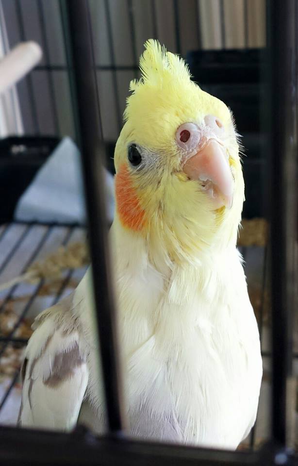 Bird of the Month- Mango (May) – Paco Parrot's Blog