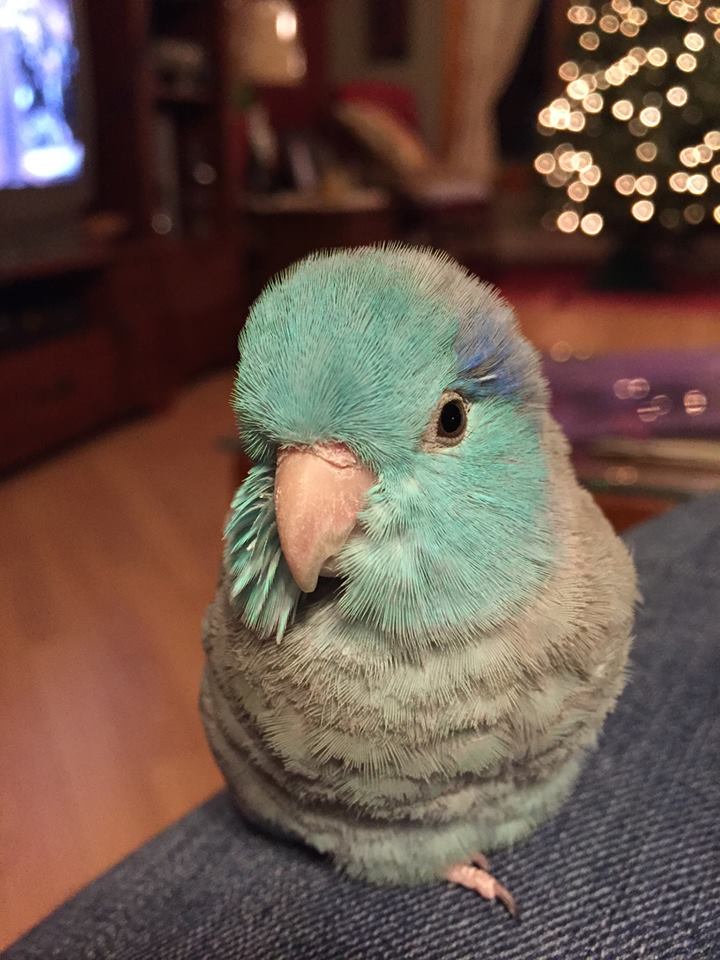 June Bird of the Month- Skeeter – Paco Parrot's Blog