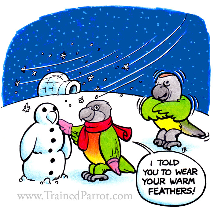 Your Bird Needs Warmth – Paco Parrot's Blog