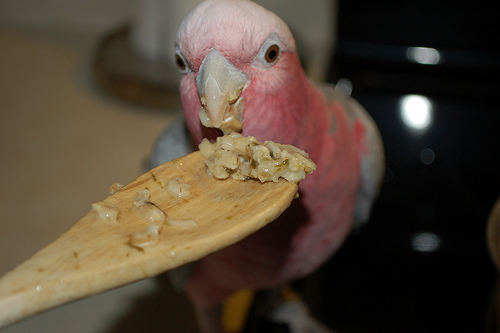 Easy to Make and Yummy Bird Treats – Paco Parrot's Blog
