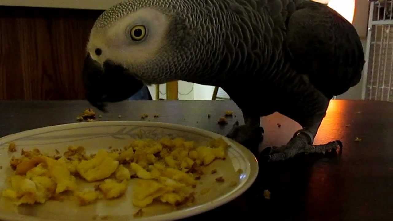 Yummy and Easy to Make Bird Treats – Paco Parrot's Blog