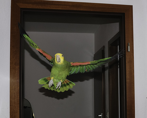 How to Entertain Your Bird – Paco Parrot's Blog