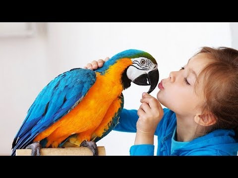How to Entertain Your Bird – Paco Parrot's Blog