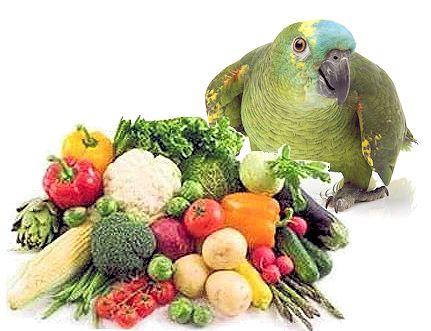 Adding Fresh Food into Your Bird’s Diet – Paco Parrot's Blog