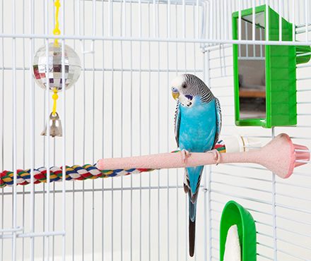How to Keep Your Parakeet/Budgie Entertained – Paco Parrot's Blog
