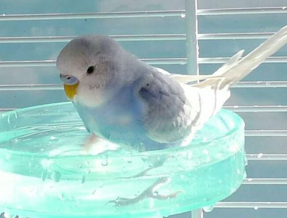 How to Keep Your Parakeet/Budgie Entertained – Paco Parrot's Blog