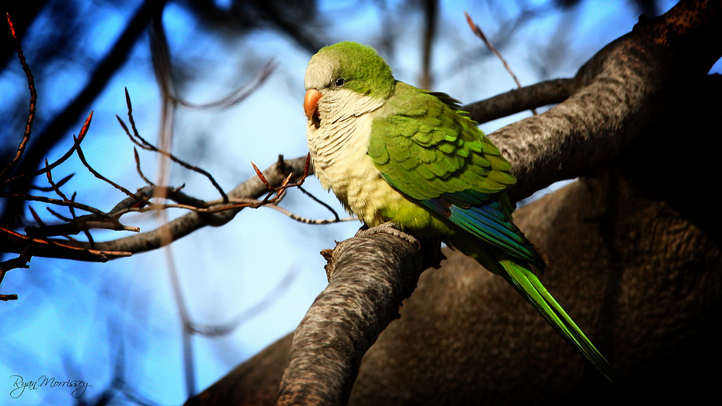 What is the Right Room Temperature for your Bird? – Paco Parrot's Blog