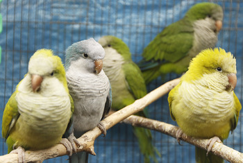 What is the Right Room Temperature for your Bird? – Paco Parrot's Blog